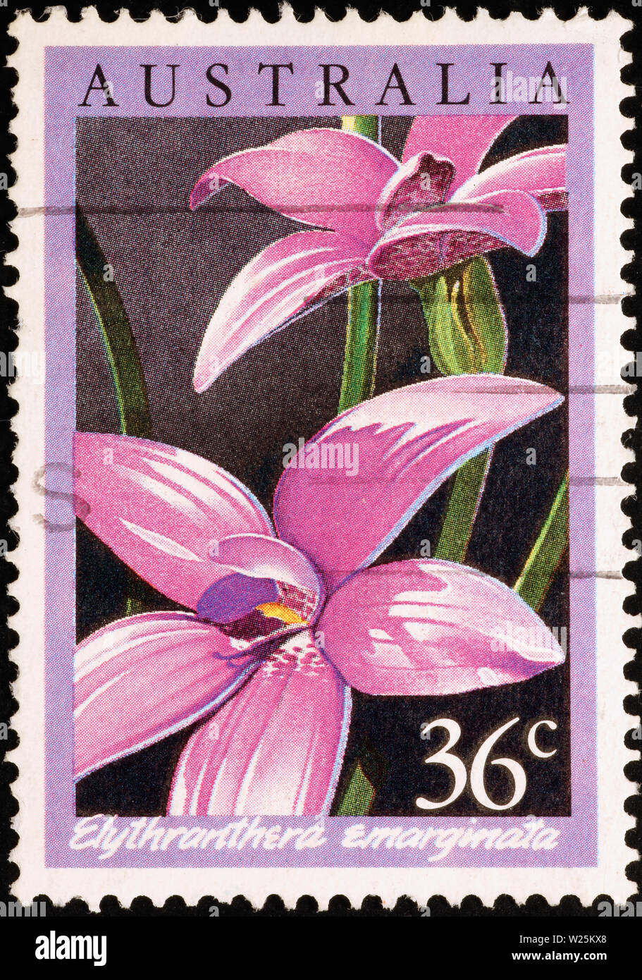 Beautiful orchid on australian postage stamp Stock Photo - Alamy