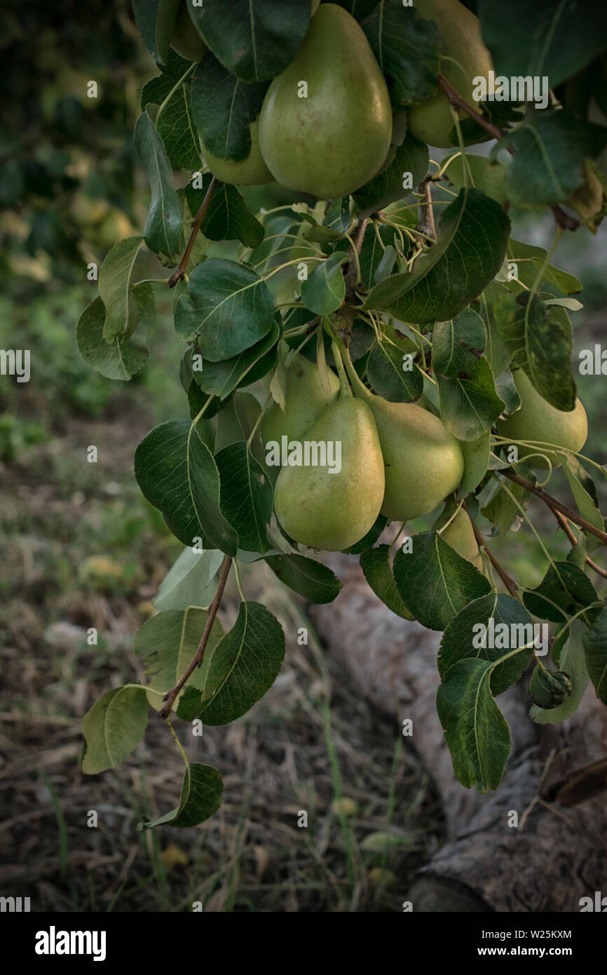Pears wallpaper hi-res stock photography and images - Alamy
