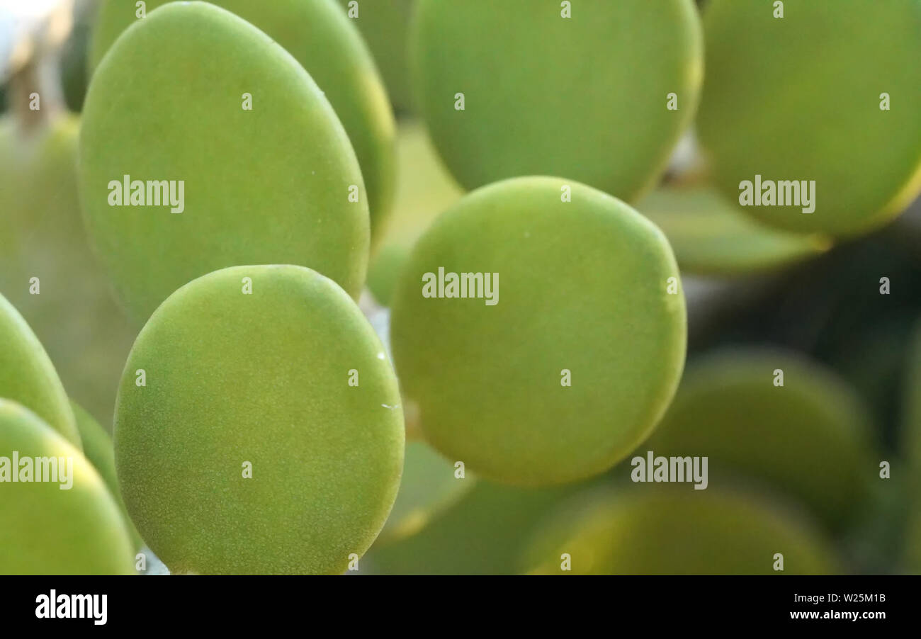 Thick green succulent leaves of Xerosicyos danguyi - also known as ...
