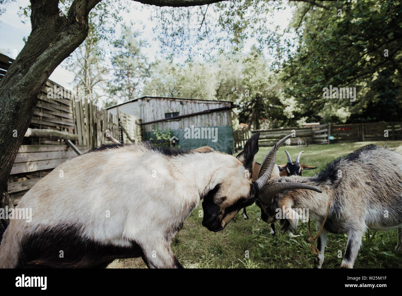 fight of goats in the farm Stock Photo - Alamy