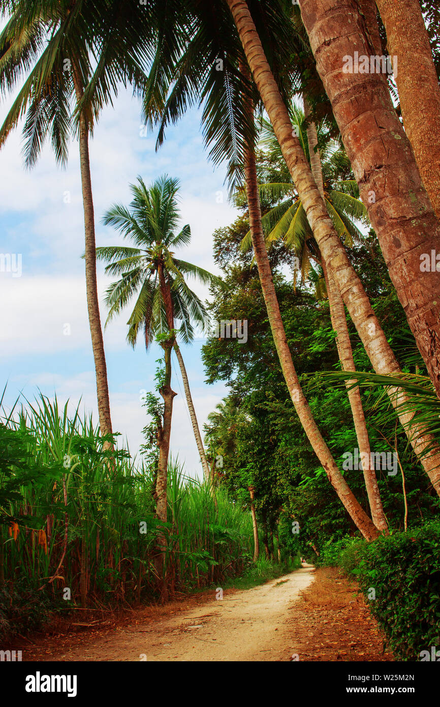 Tall Coconut Trees and Bush in Tropical Country Stock Photo - Alamy