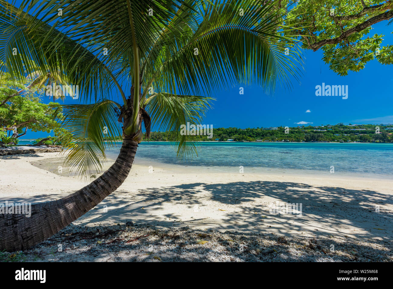 Vibrant Palm trees on a tropical beach, Vanuatu, Erakor Island, Efate ...
