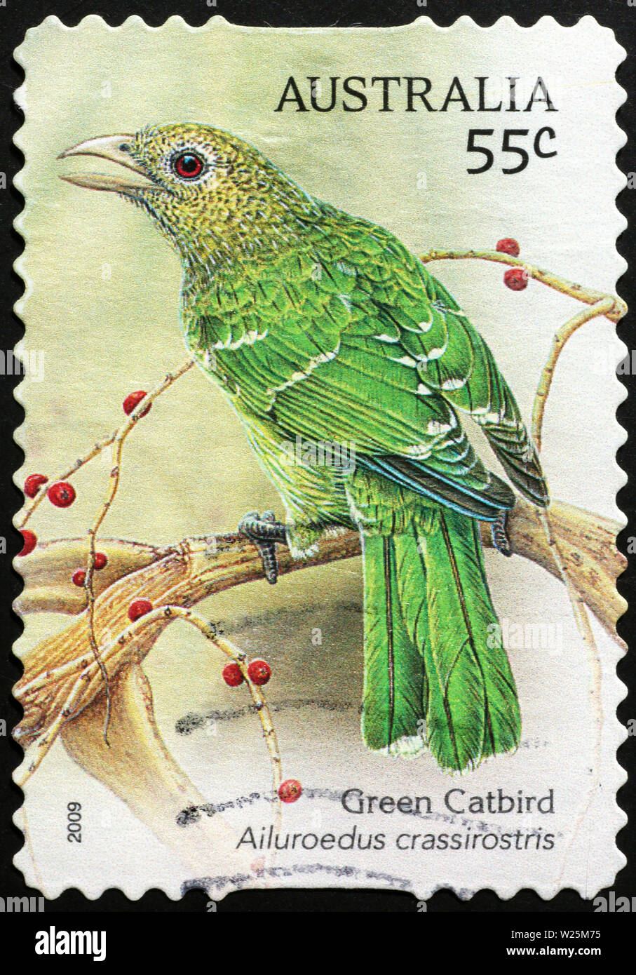 Australian bird nature hi-res stock photography and images - Alamy