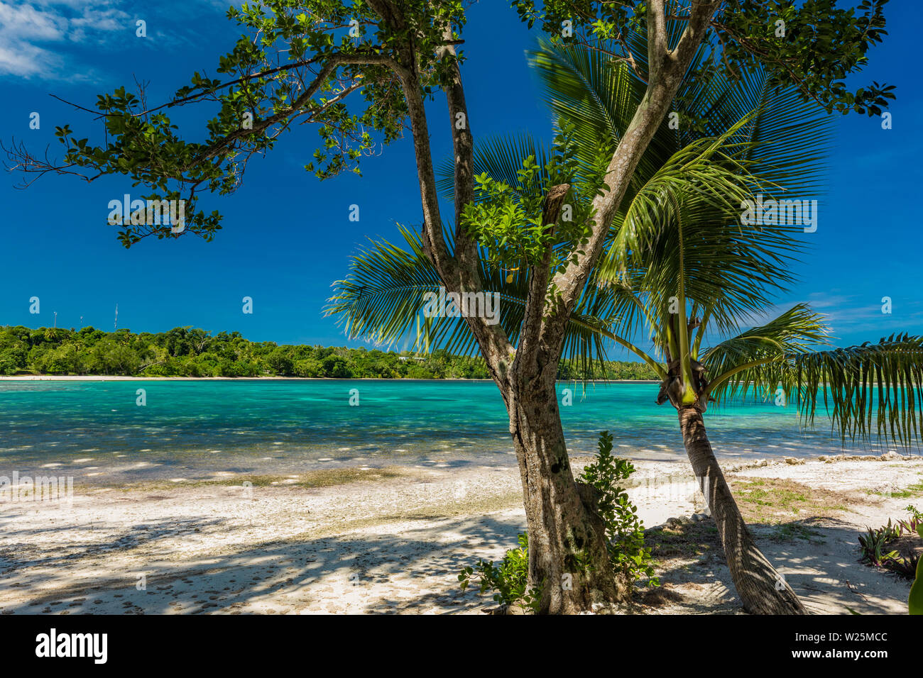 Vibrant Palm trees on a tropical beach, Vanuatu, Erakor Island, Efate ...
