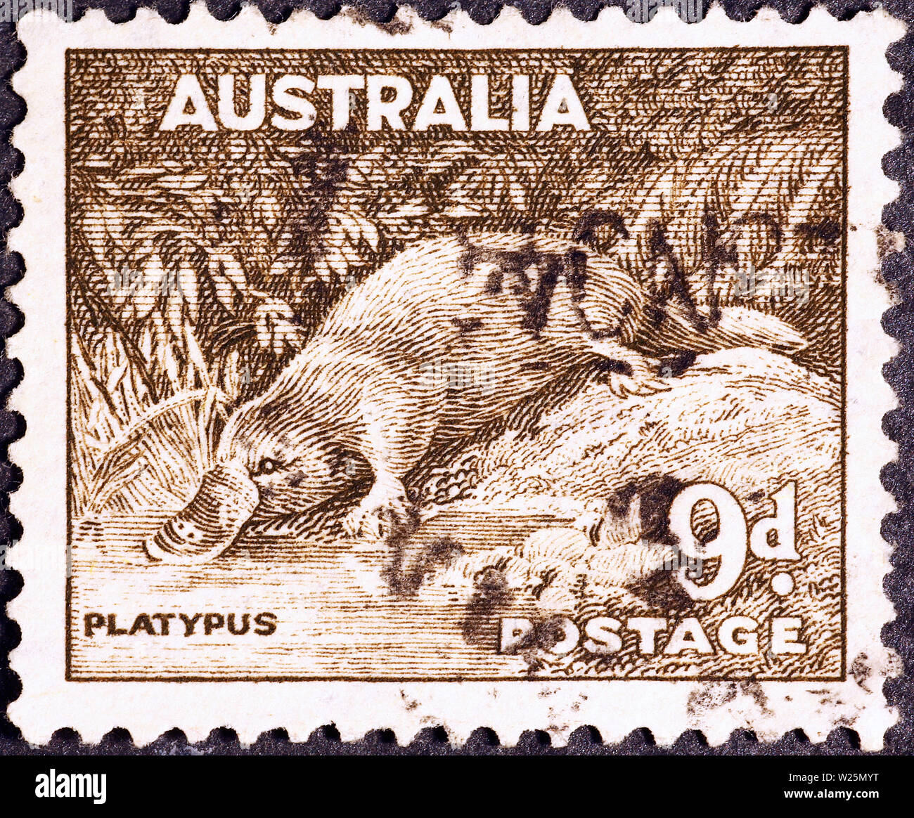 Platypus australia postage stamp hi-res stock photography and images ...