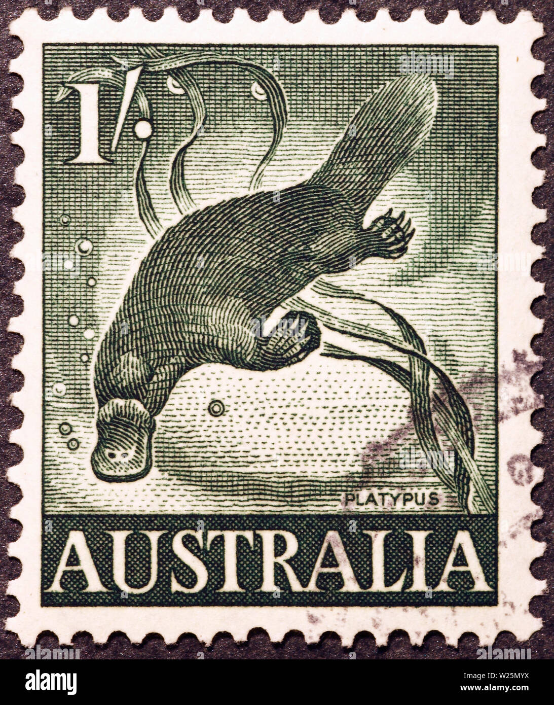 Platypus on australian postage stamp Stock Photo - Alamy