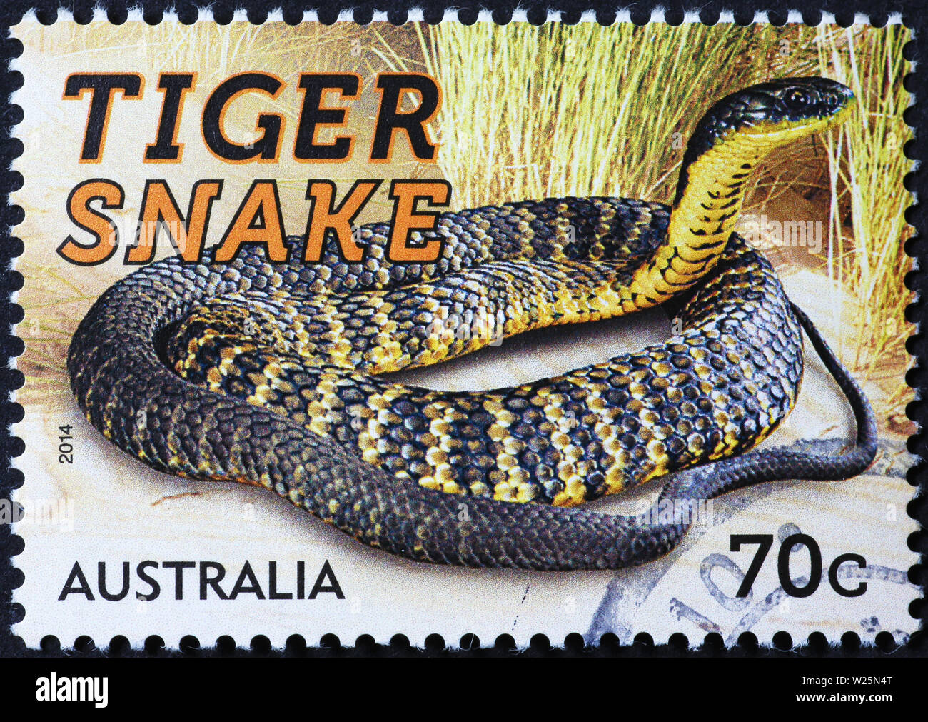 Tiger snake hi-res stock photography and images - Alamy