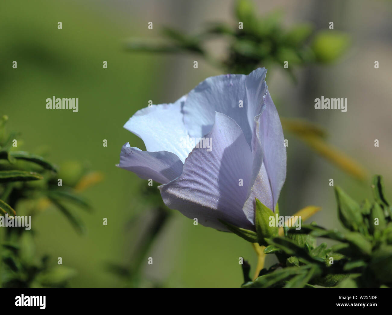 Althea officinalis althaea officinalis hi-res stock photography and ...