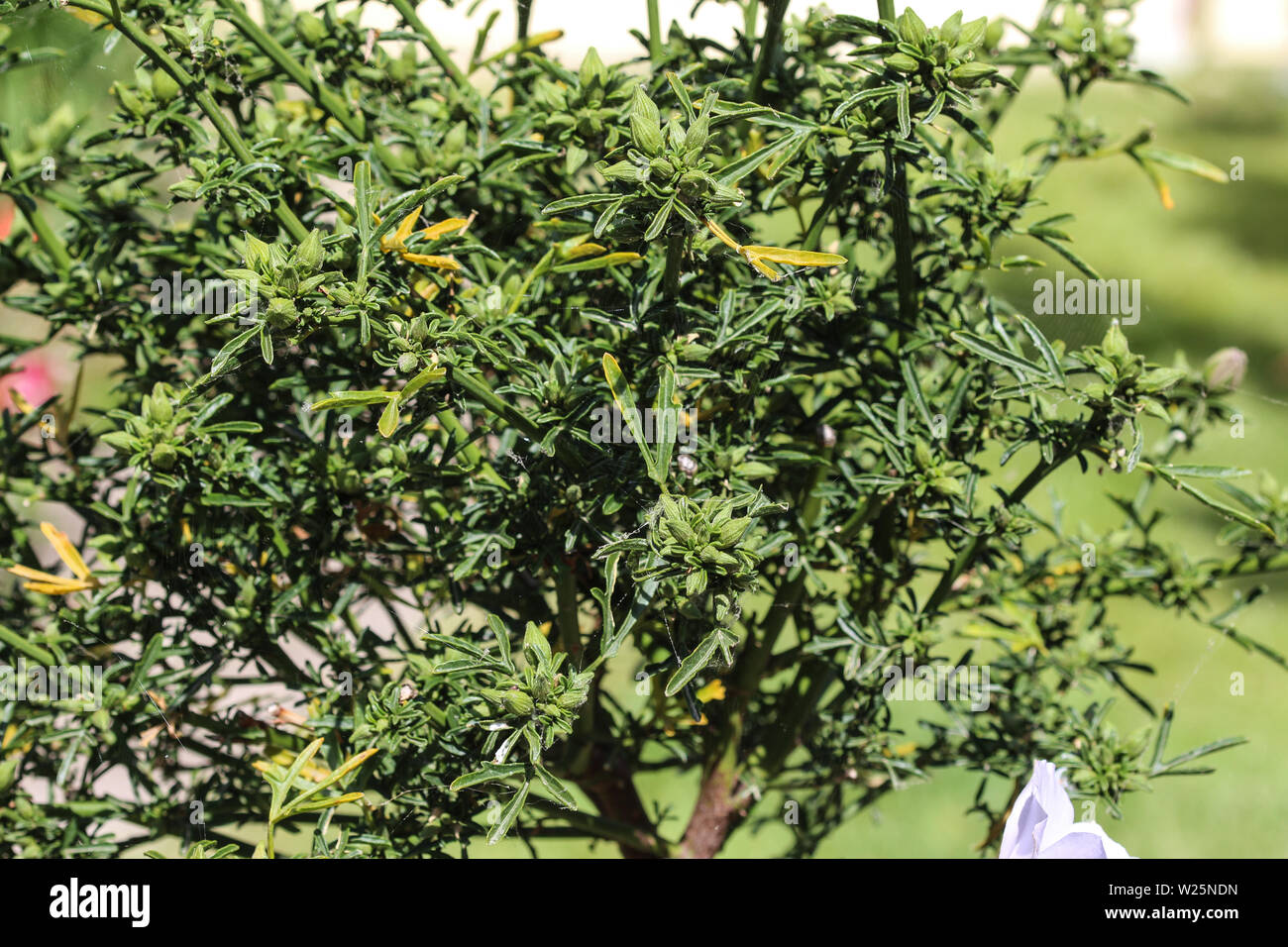 Marshmallow root isolated hi-res stock photography and images - Alamy