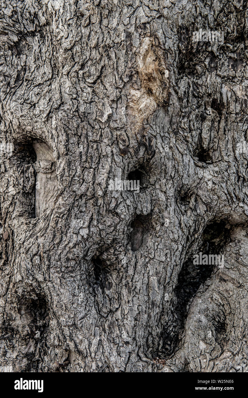 Background texture of tree bark. Skin the bark of a tree that traces ...