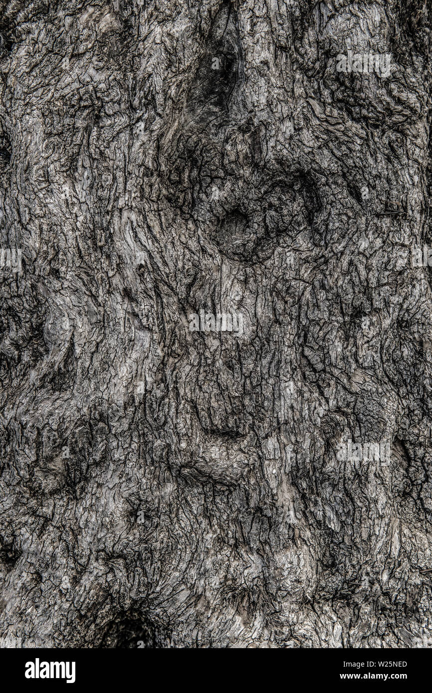 Background texture of tree bark. Skin the bark of a tree that traces ...