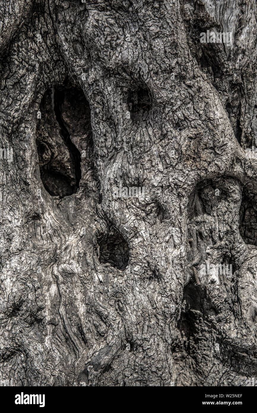 Background texture of tree bark. Skin the bark of a tree that traces ...