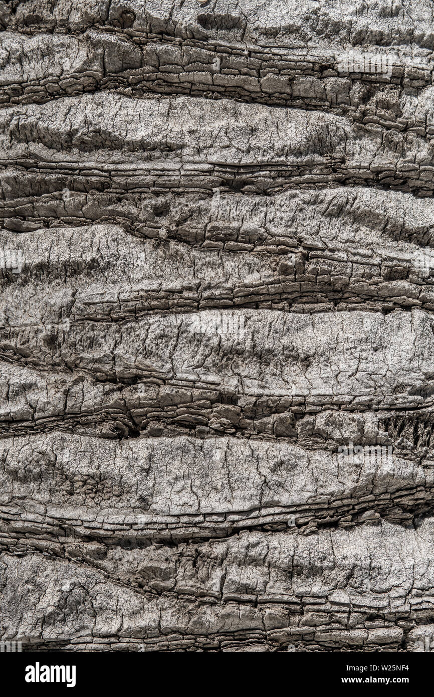 Background texture of tree bark. Skin the bark of a tree that traces ...