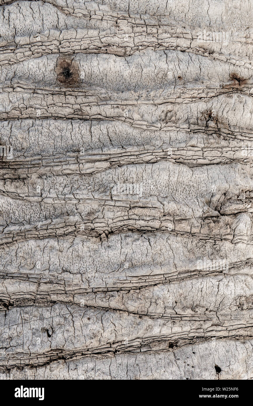 Background texture of tree bark. Skin the bark of a tree that traces ...