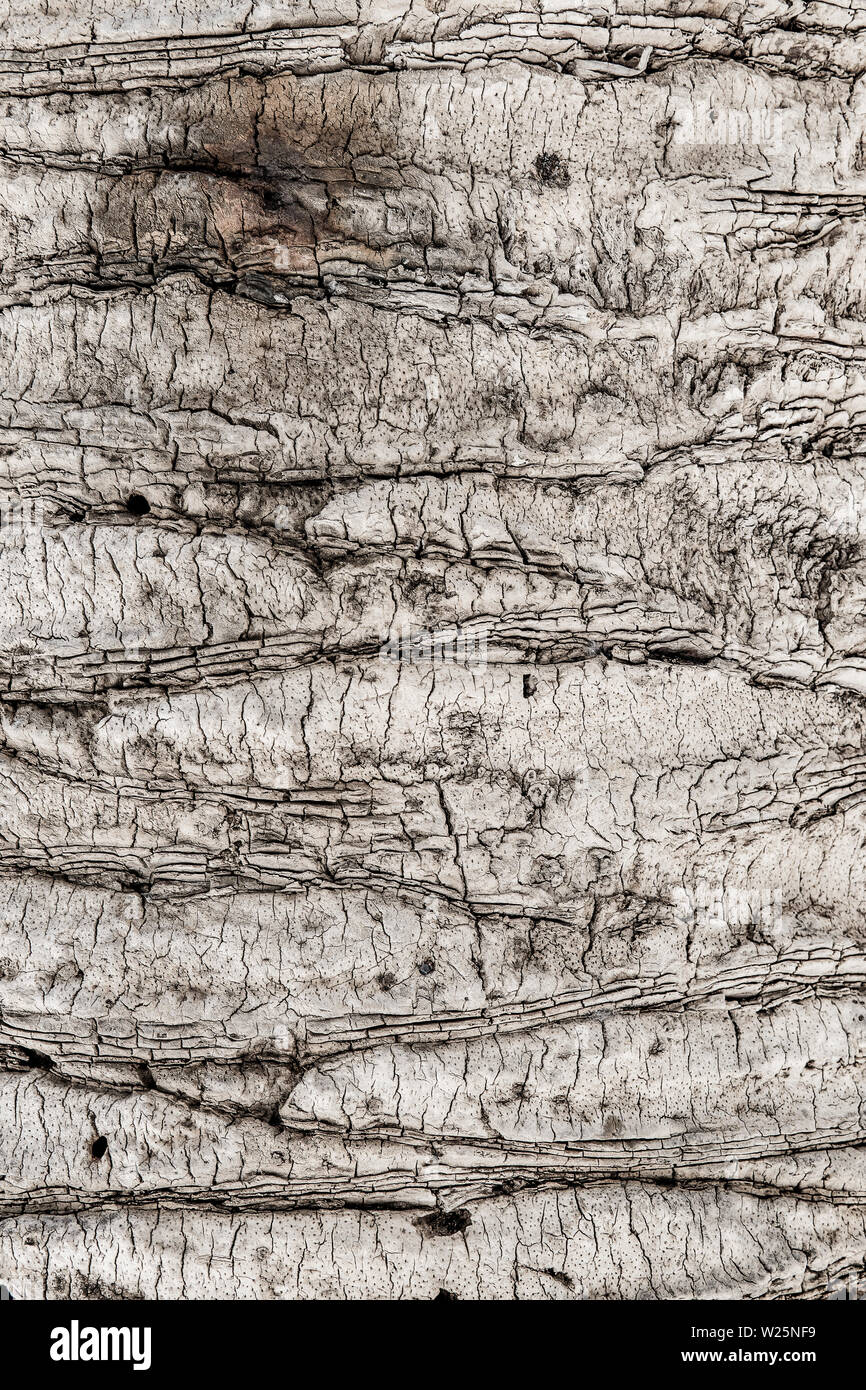 Background texture of tree bark. Skin the bark of a tree that traces ...