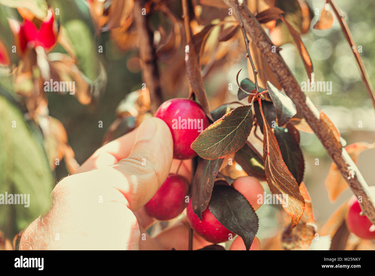A man picking fruit from the tree, orchard, healthy food Stock Photo ...