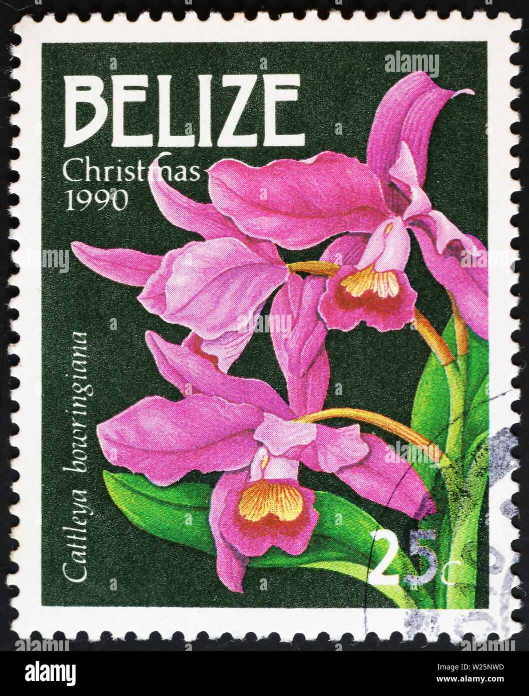 Beautiful orchids on postage stamp of Belize Stock Photo - Alamy