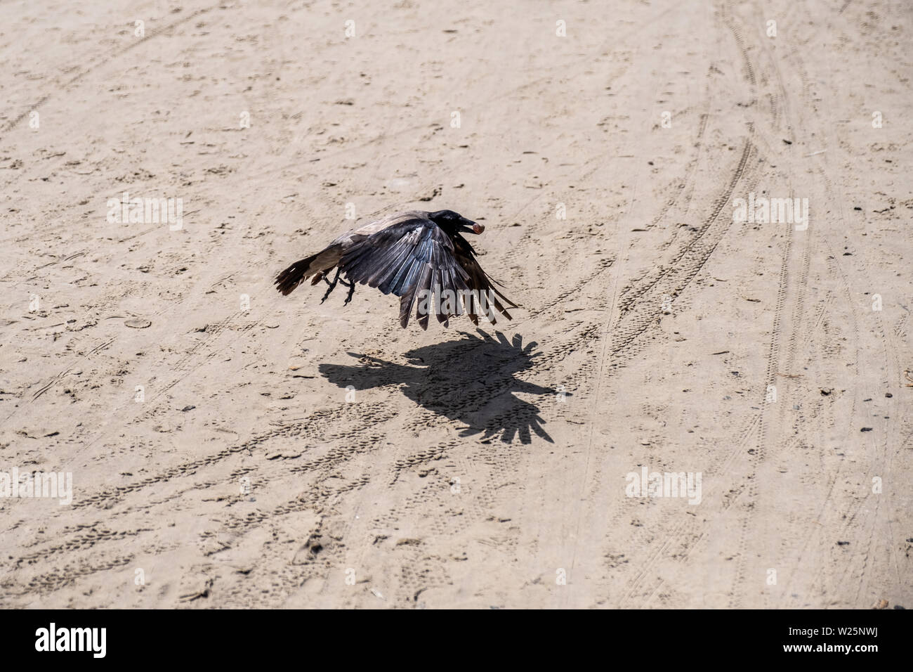 low flying black raven. Bird with prey in its beak Stock Photo - Alamy