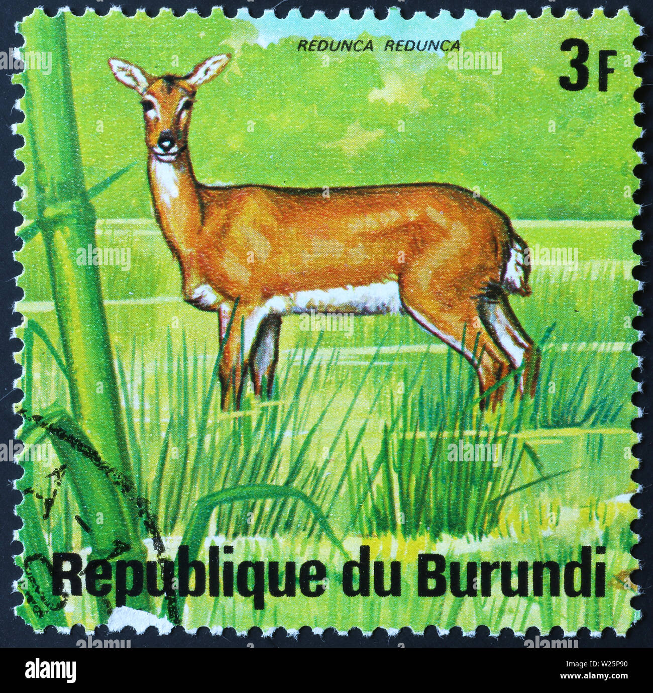 Bohor reedbuck hi-res stock photography and images - Alamy