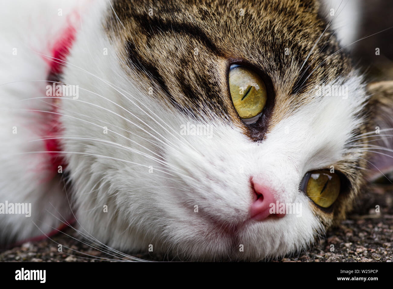 Cat macro hi-res stock photography and images - Alamy