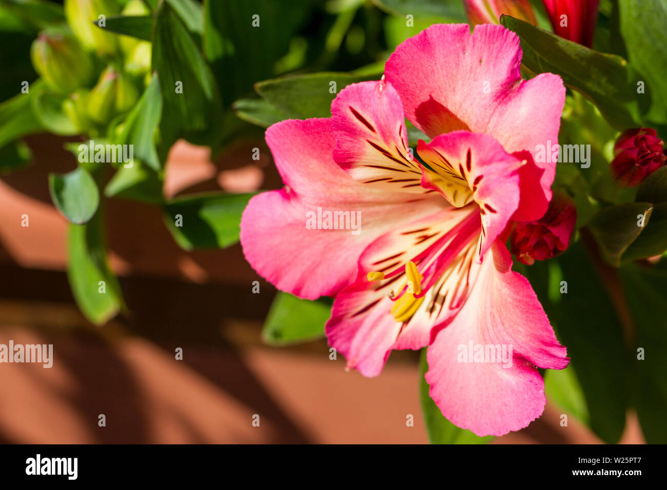 Inticancha hi-res stock photography and images - Alamy