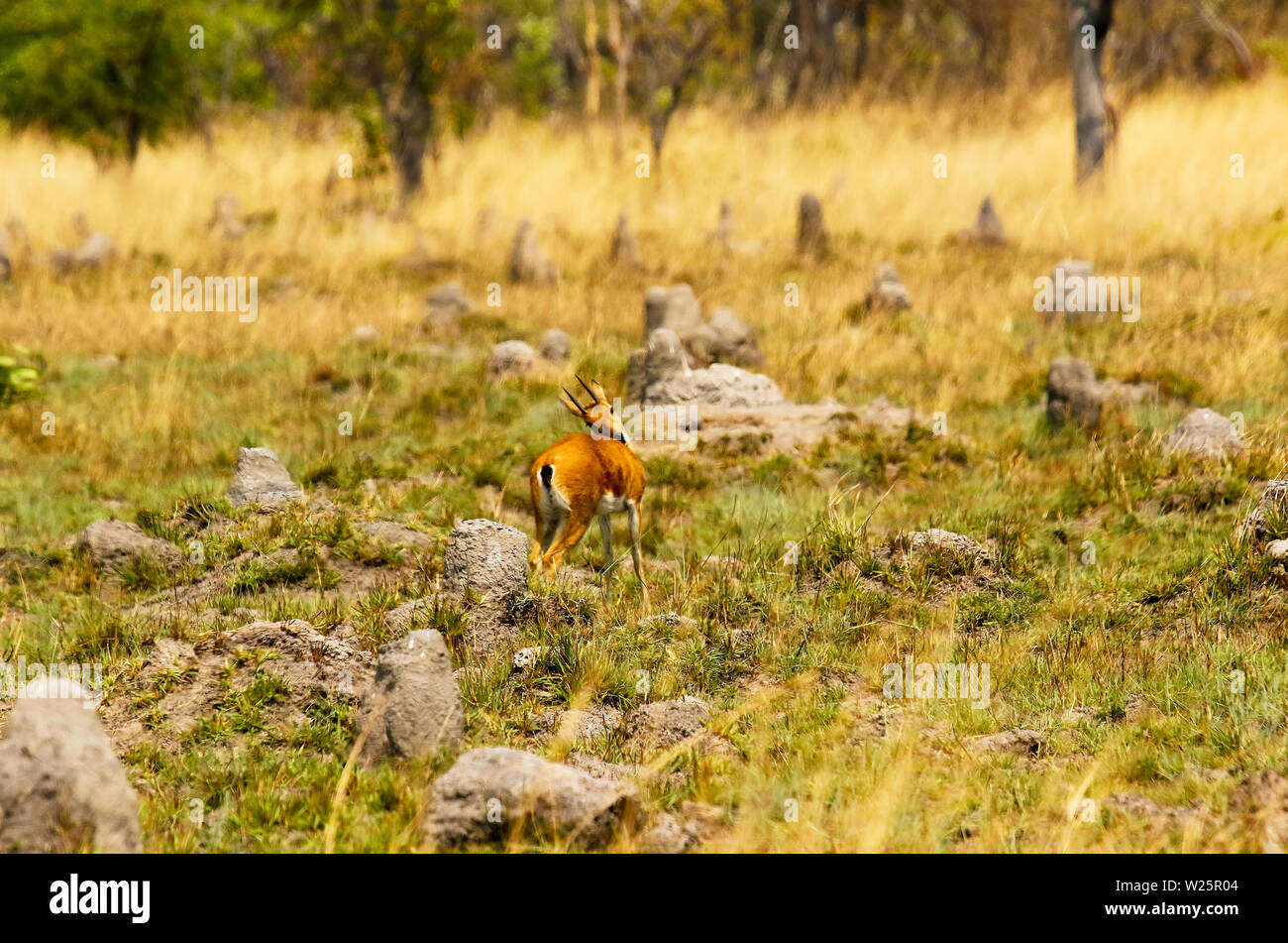 Male of Oribi (Ourebia ourebi). Busanga Plains. Kafue national park ...