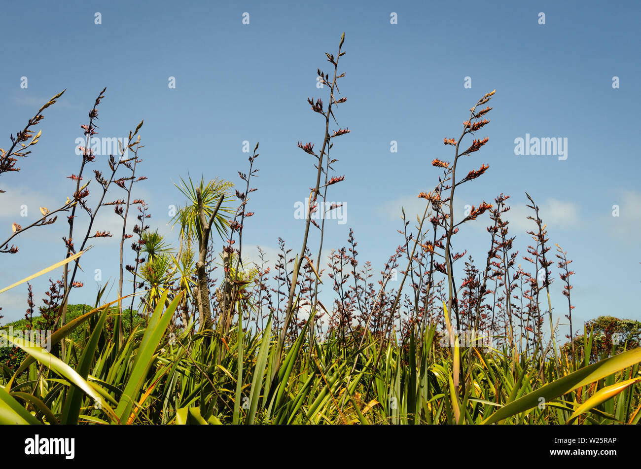 Swamp plant with flowers hi-res stock photography and images - Alamy