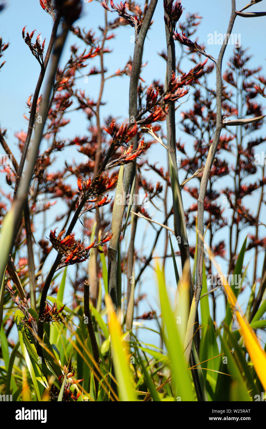 Flowering flax in wetland, Kapiti Island, North Island, New Zealand ...
