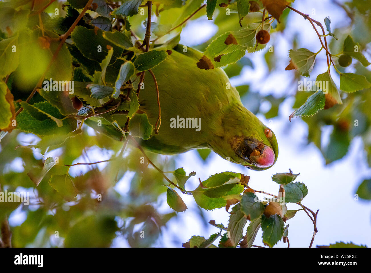 Wild parakeets Aratinga acuticaudata on branches of tree in park. Wild ...