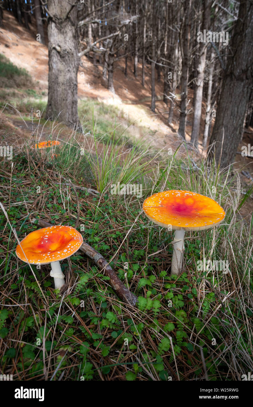 New zealand fungi hi-res stock photography and images - Alamy