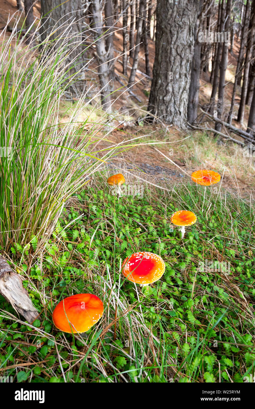 Toadstools in pine forest, Makara, Wellington, North Island, New ...