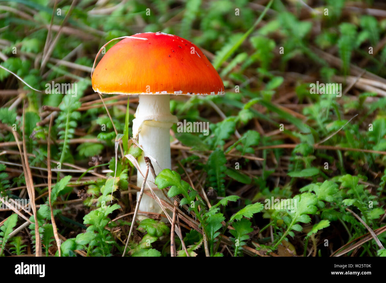 Toadstools in pine forest, Makara, Wellington, North Island, New ...