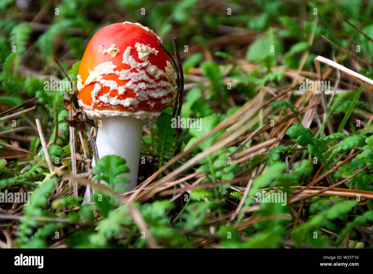 New zealand fungi hi-res stock photography and images - Alamy