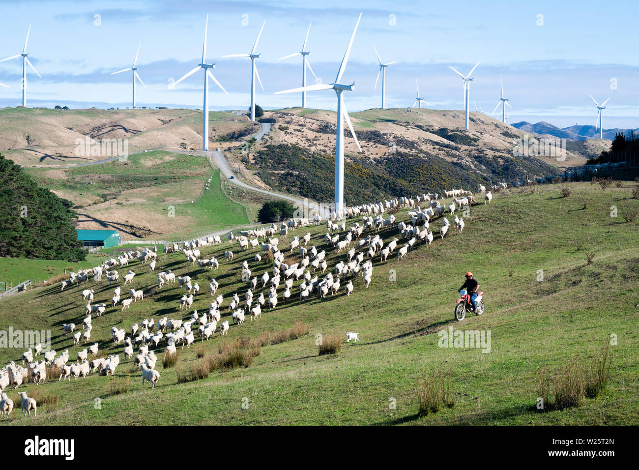 Farmer dog mustering sheep hi-res stock photography and images - Alamy