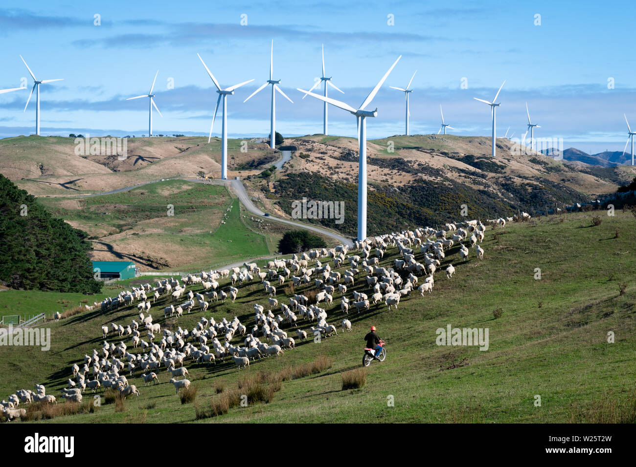 Farmer mustering sheep on a motorbike, Windmills at Wind Farm, Makara ...