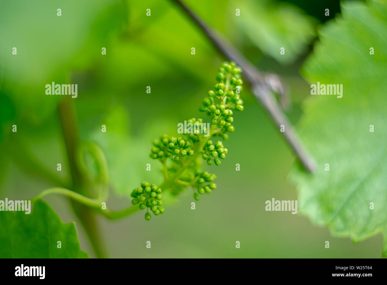 Young grape vine new growth, a bud on a branch in morning spring sun ...
