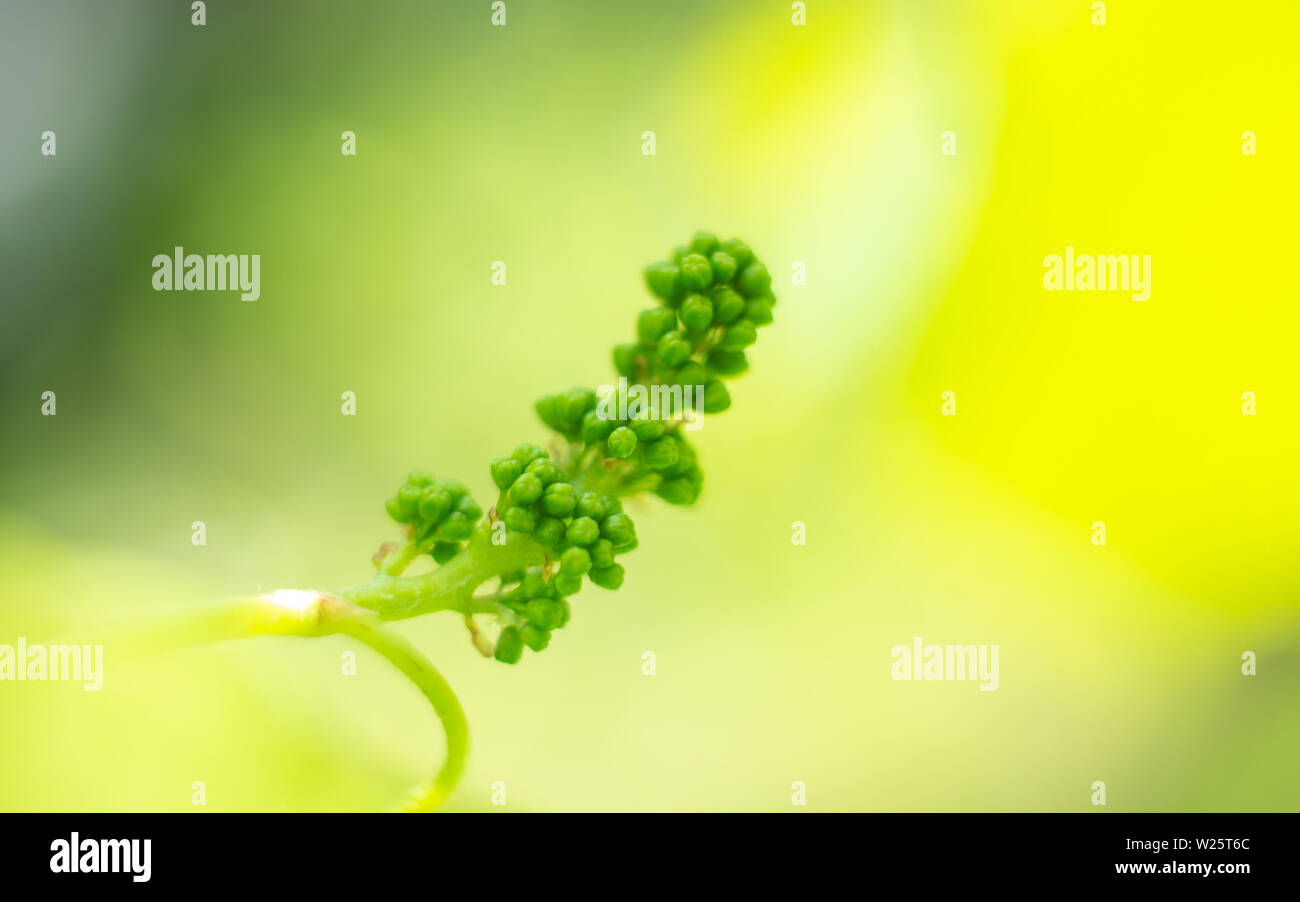 Young grape vine new growth, a bud on a branch in morning spring sun ...