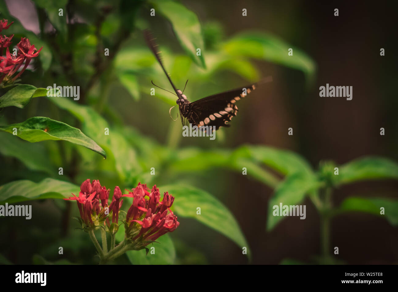 Beautiful butterfly flying isolated from background Stock Photo - Alamy