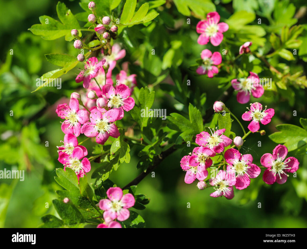English hawthorn hi-res stock photography and images - Alamy