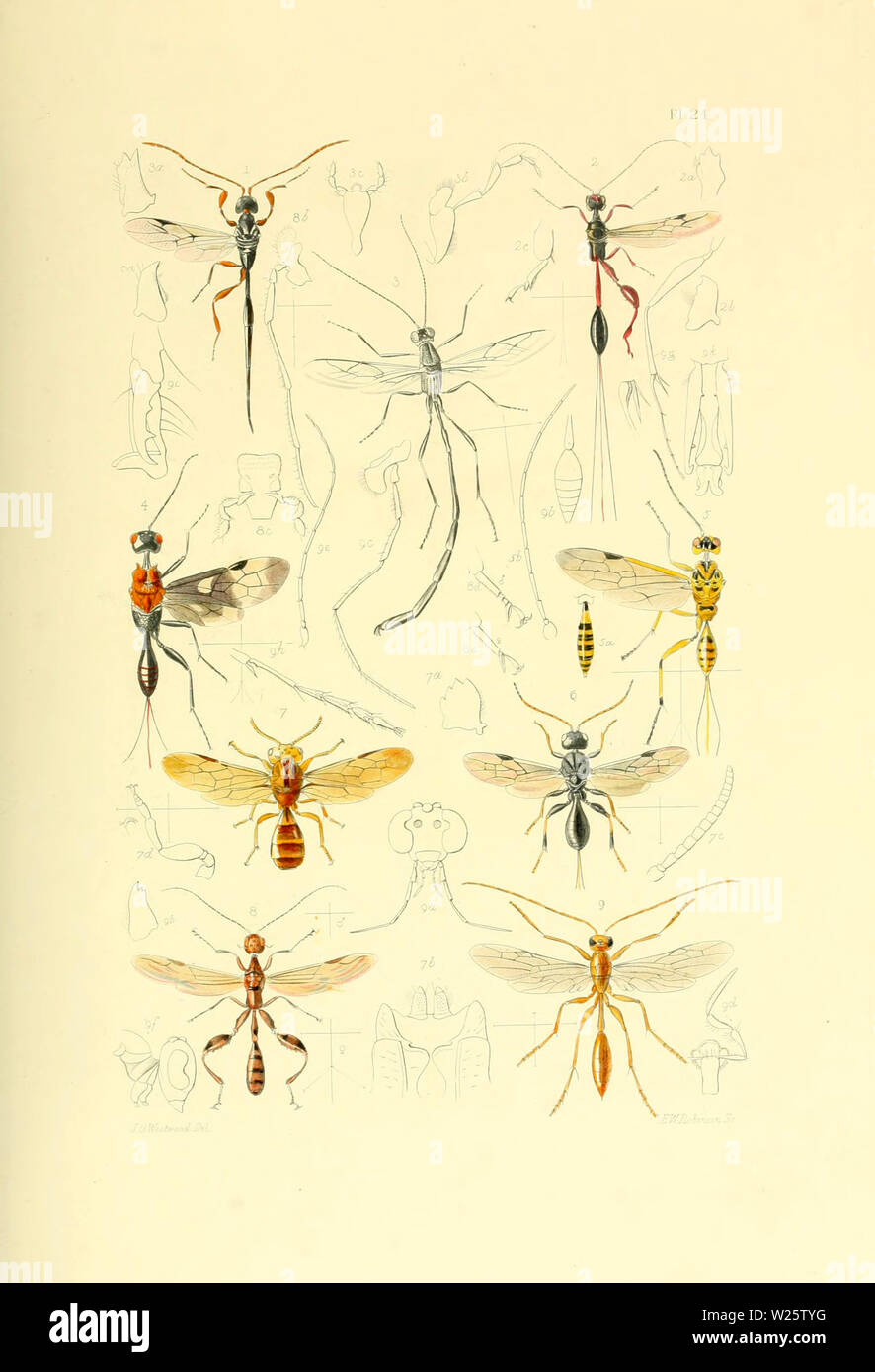 Beautiful vintage hand drawn illustrations of exotic insects from old ...