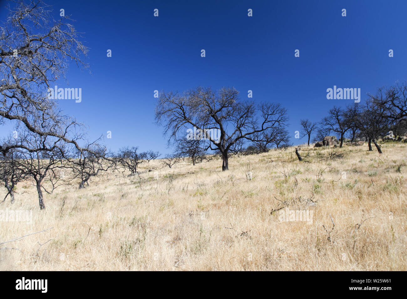 Burnt Burned Oak Tree Branches High Resolution Stock Photography and ...