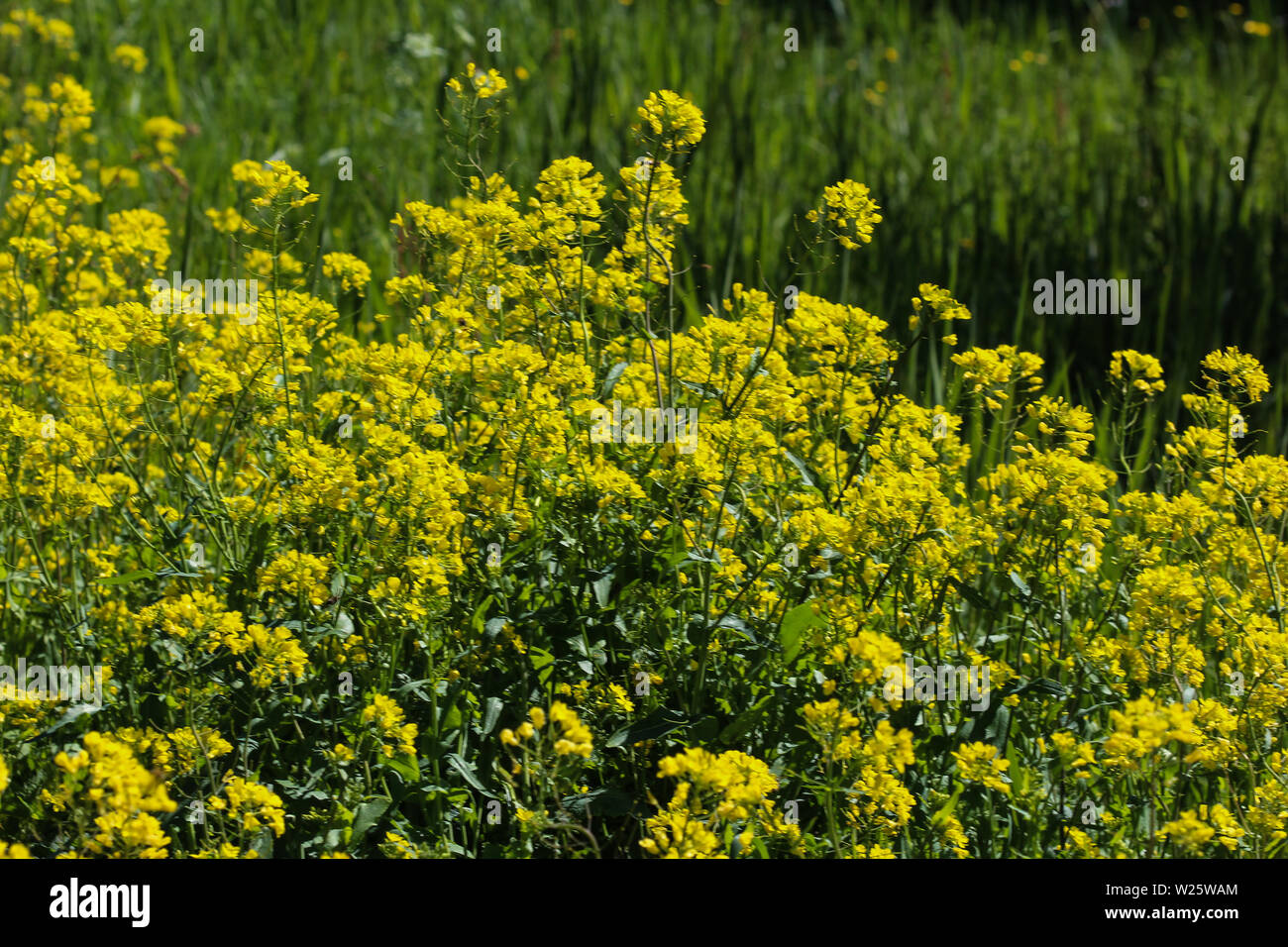 Rocketcress hi-res stock photography and images - Alamy