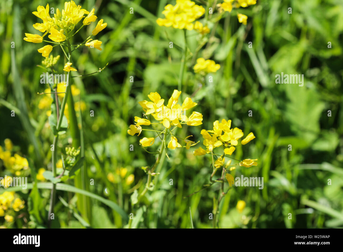 close up of bittercress, herb barbara, yellow rocketcress or winter ...