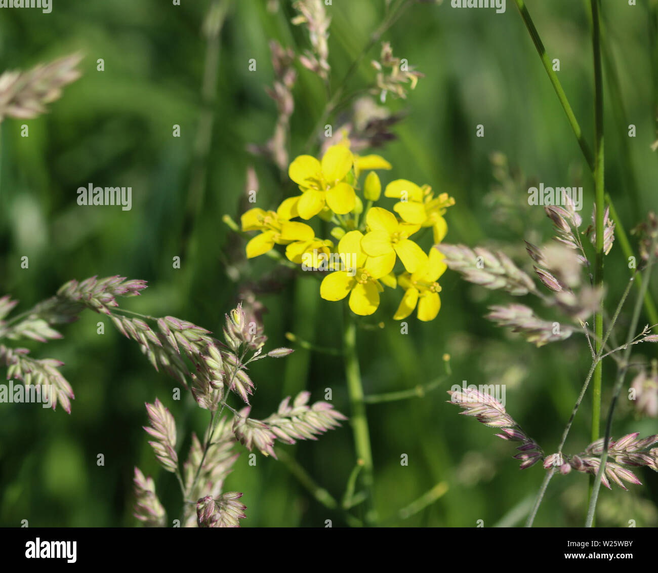 close up of bittercress, herb barbara, yellow rocketcress or winter ...
