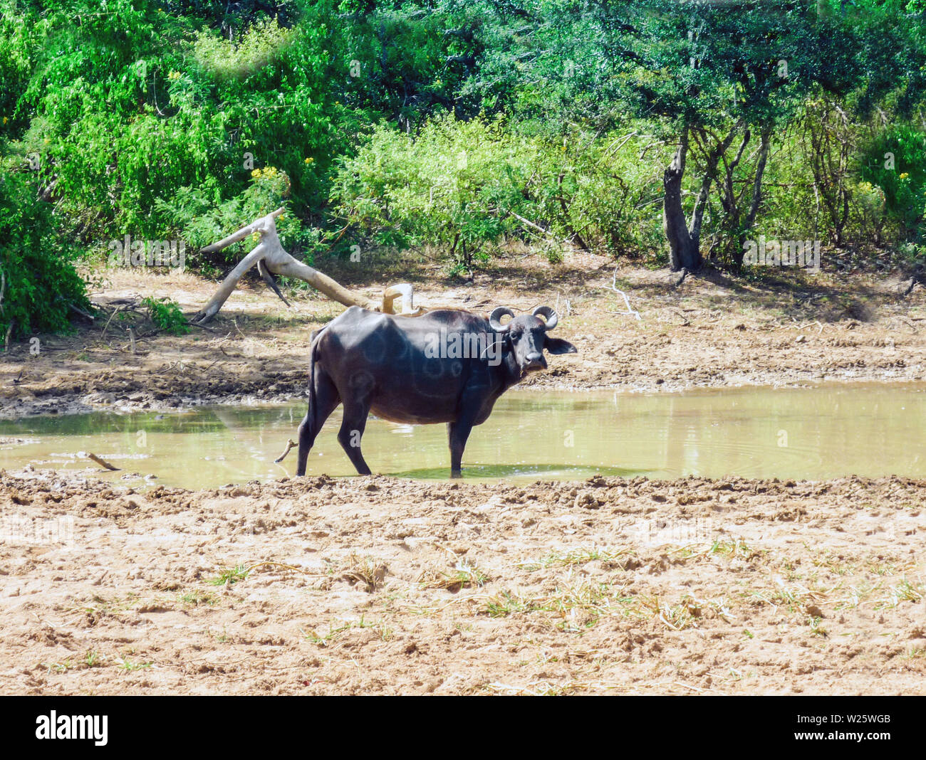 buffalo in field near the lake, View of Yala national park, sri lanka's ...