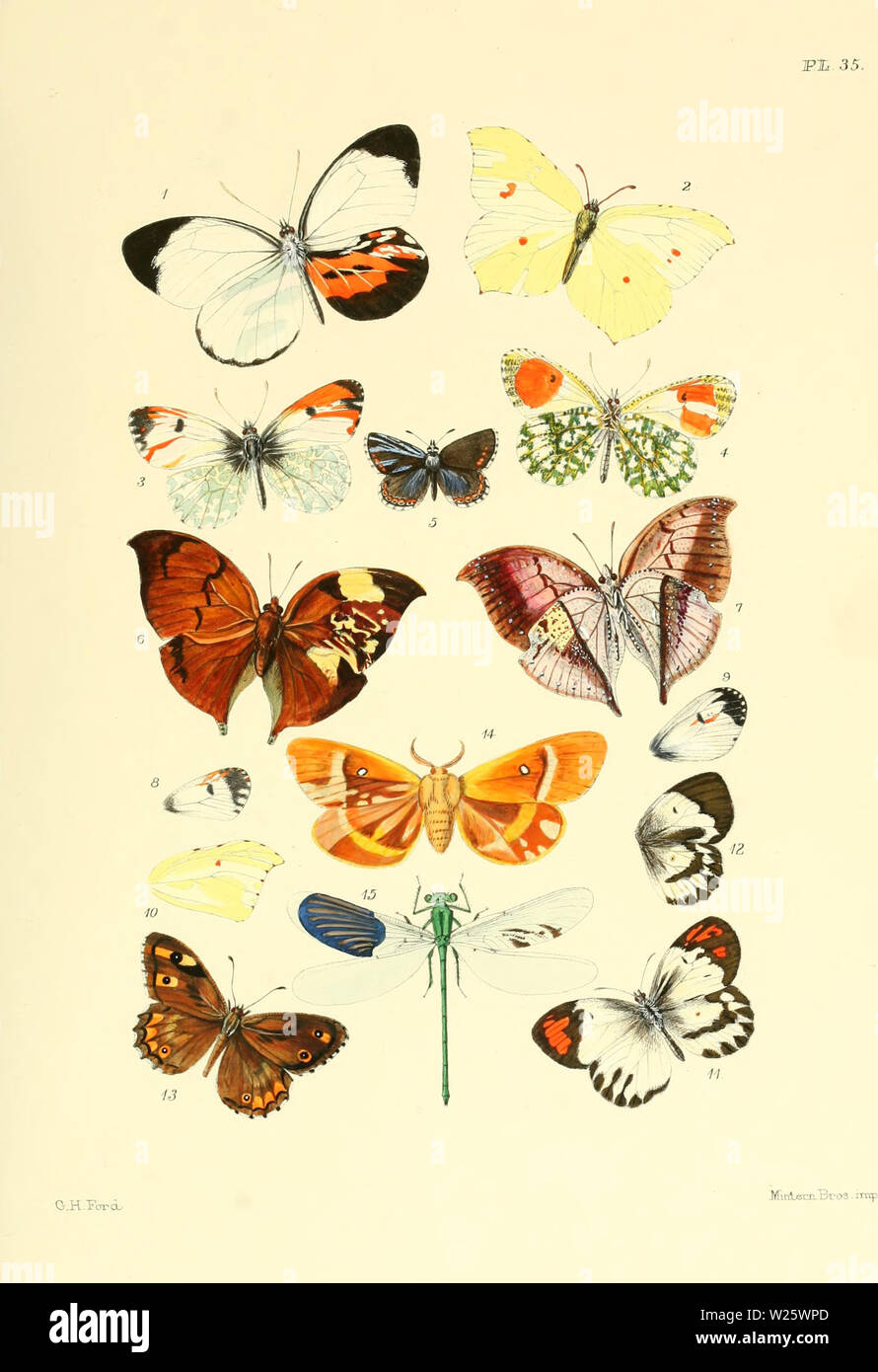 Beautiful vintage hand drawn illustrations of exotic insects from old ...