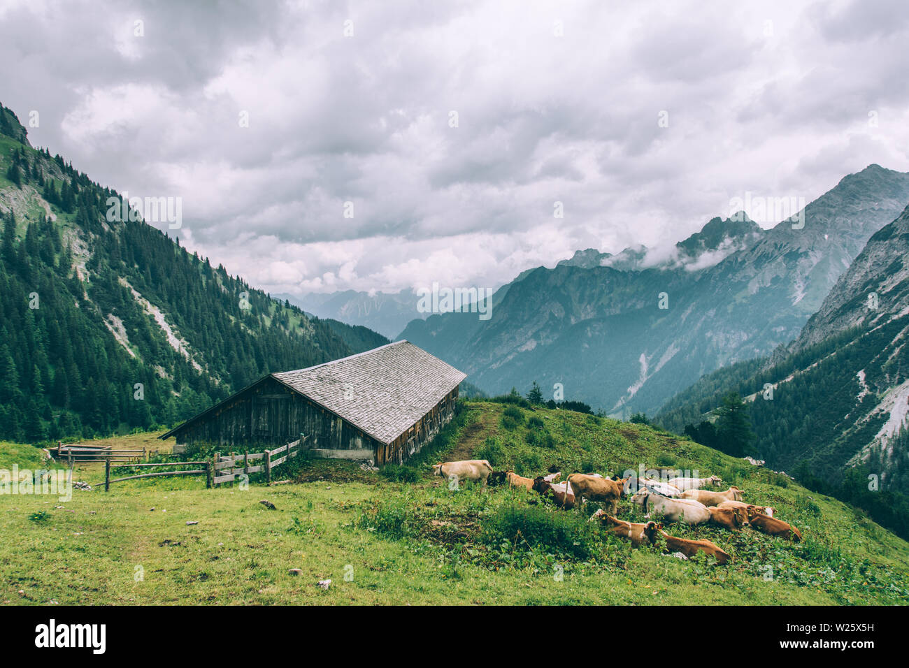Cattle resting on an alpine meadow next to a shed in the Austrian ...