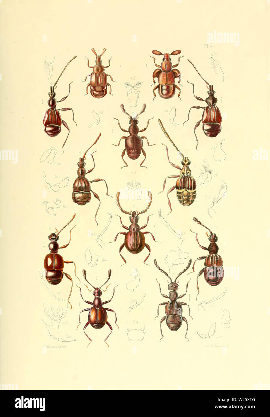 Beautiful vintage hand drawn illustrations of exotic insects from old ...