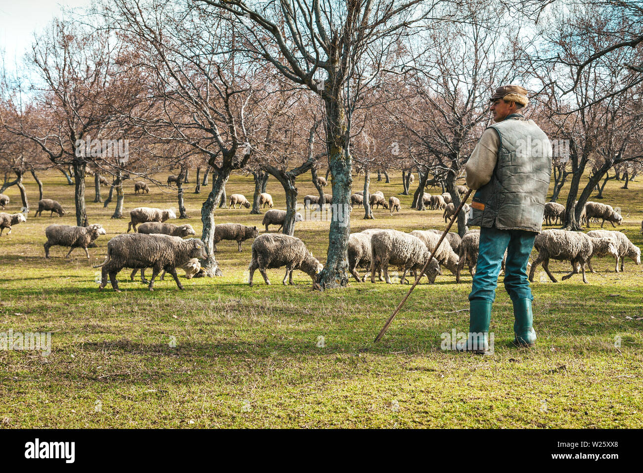 Shepherd with sheep in the pasture Stock Photo - Alamy
