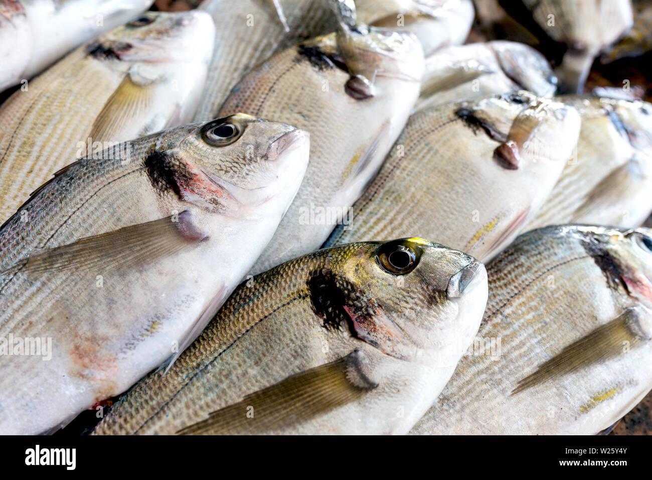 Fresh fishes at the market Stock Photo - Alamy